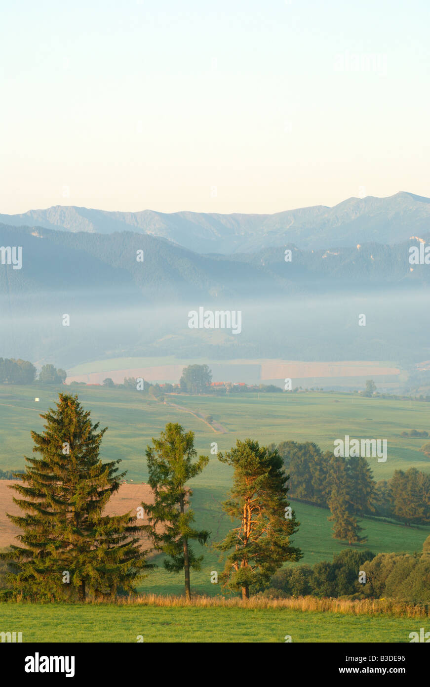 Needle trees in sunrise light Stock Photo - Alamy