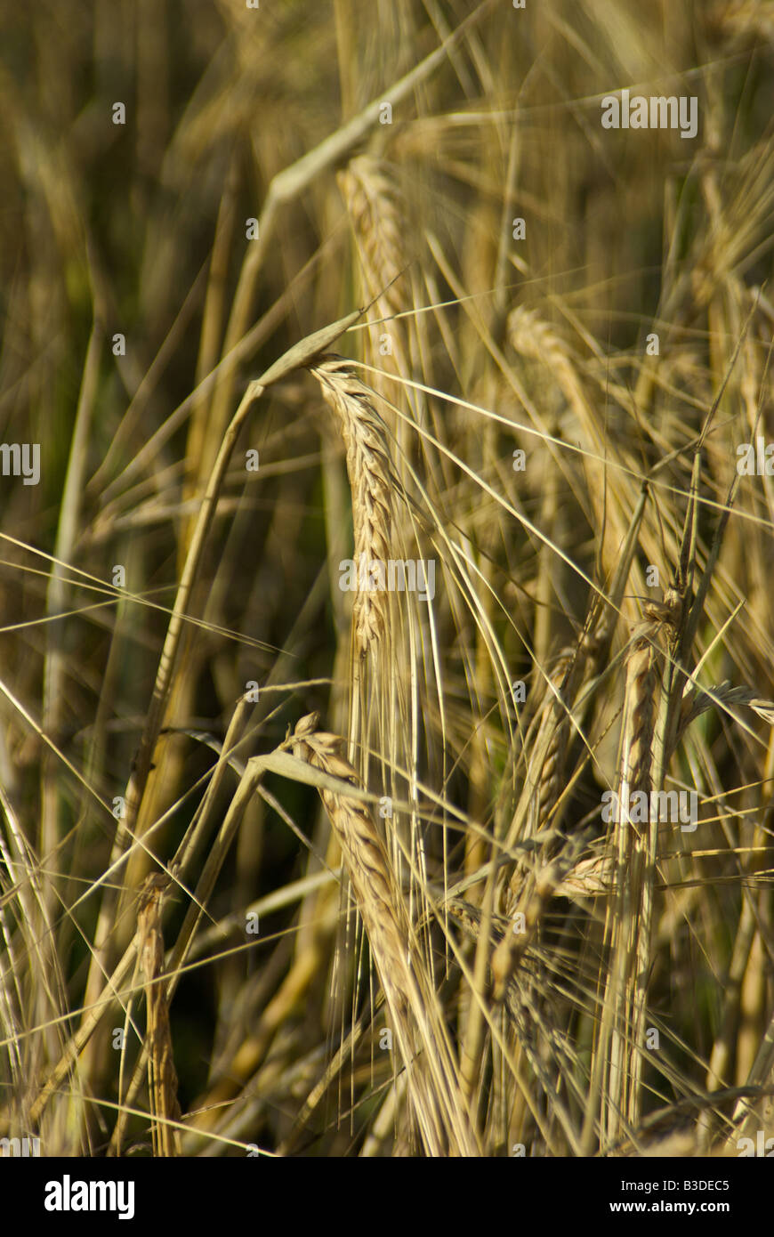 Ripe grain cereal ready for harvest Stock Photo - Alamy