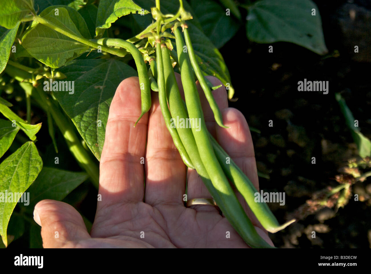Beans bush hi-res stock photography and images - Alamy
