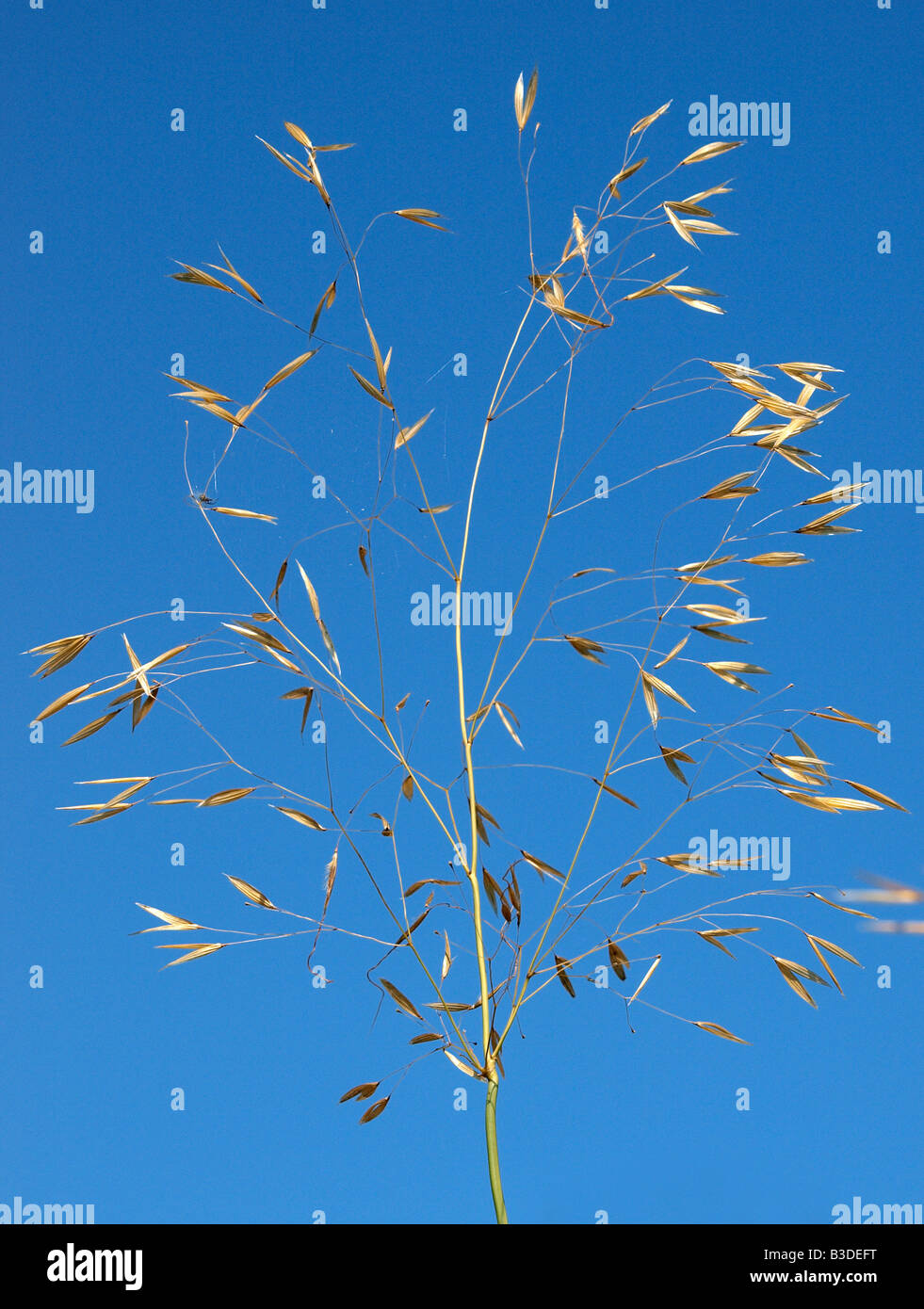 Ornamental grasses garden uk hi-res stock photography and images - Alamy