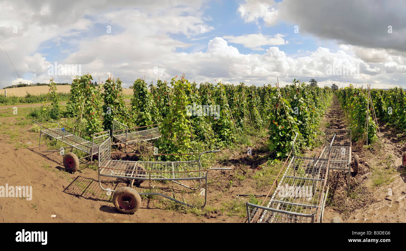 green kidney beans growing in a field Stock Photo - Alamy