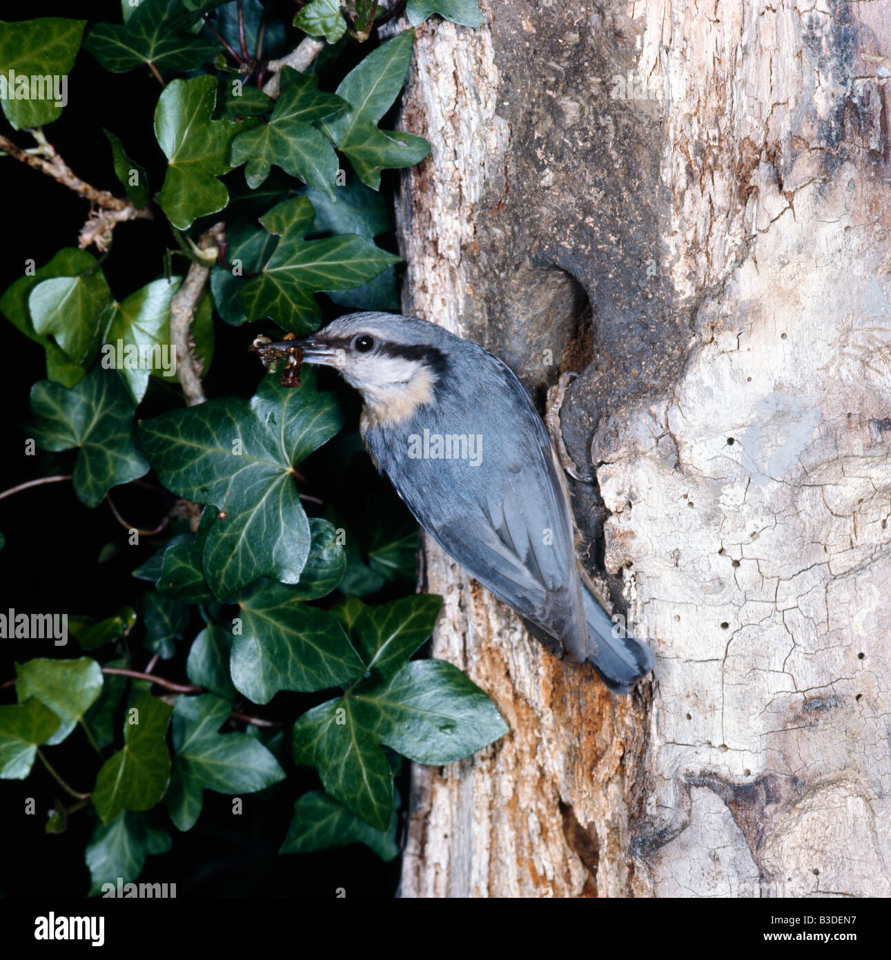 sittelle torchepot Kleiber Nuthatch Sitta europaea at the entrance of ...