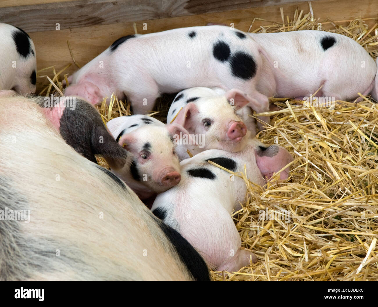 Gloucester pig hi-res stock photography and images - Alamy