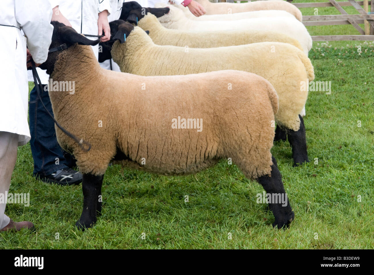 Competition sheep showing High Resolution Stock Photography and Images ...