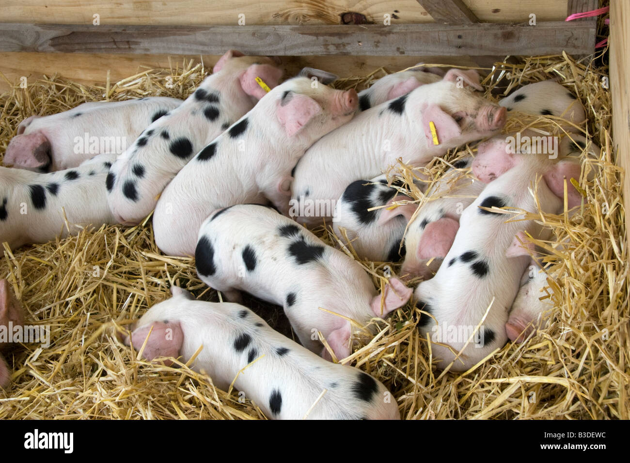 Gloucester Old Spot Piglets at Cranleigh Show, 2008 Stock Photo - Alamy