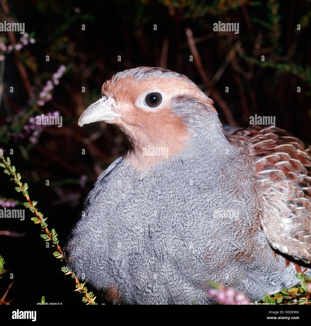 Grey Partridge Perdix perdix at nest Perdrix grise au nid France ...