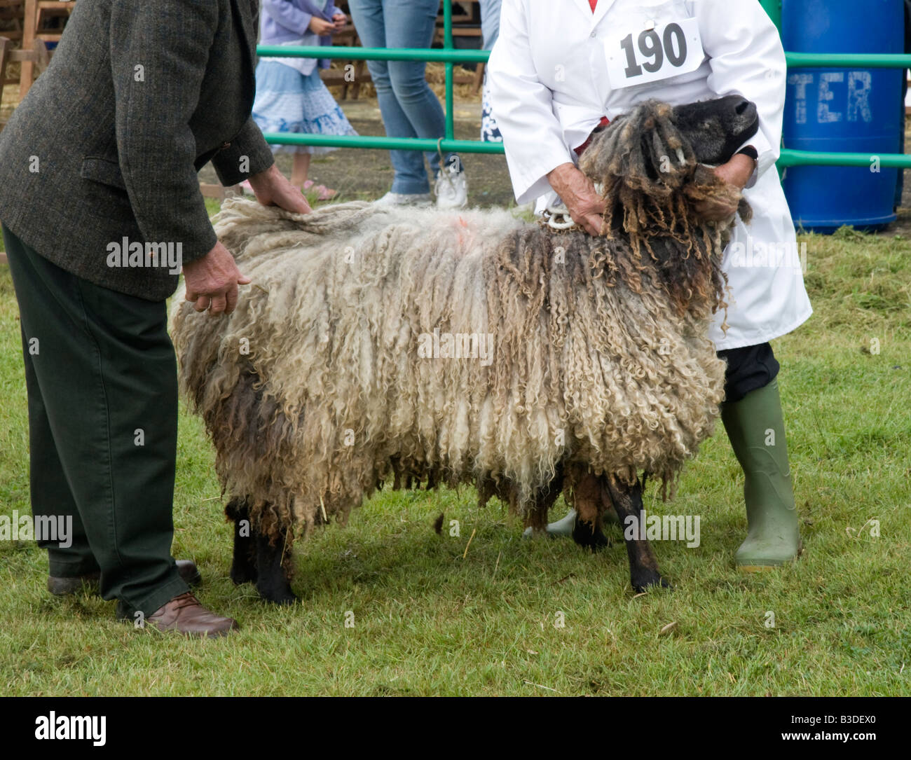 Longwool hi-res stock photography and images - Alamy