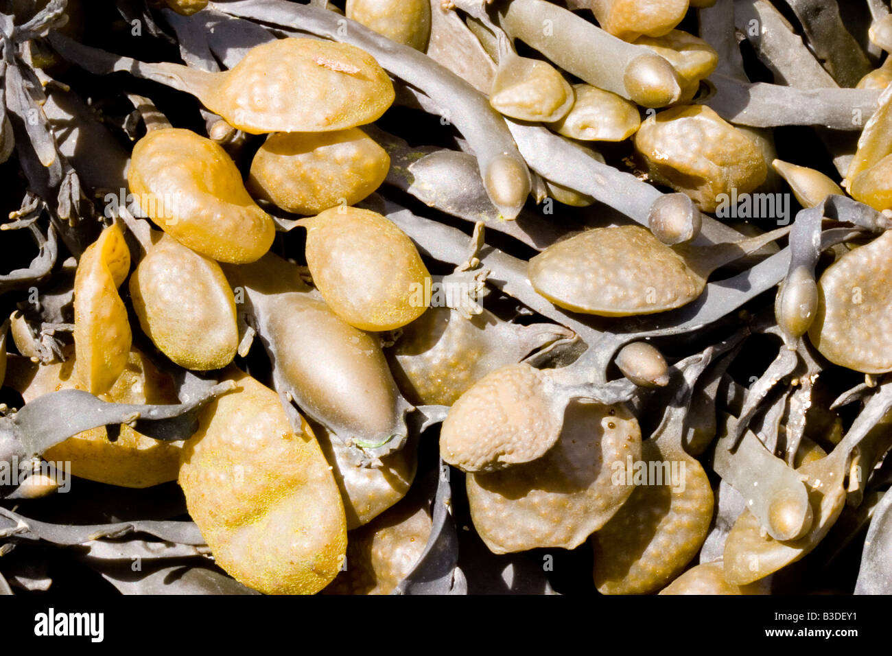 Egg wrack hi-res stock photography and images - Alamy