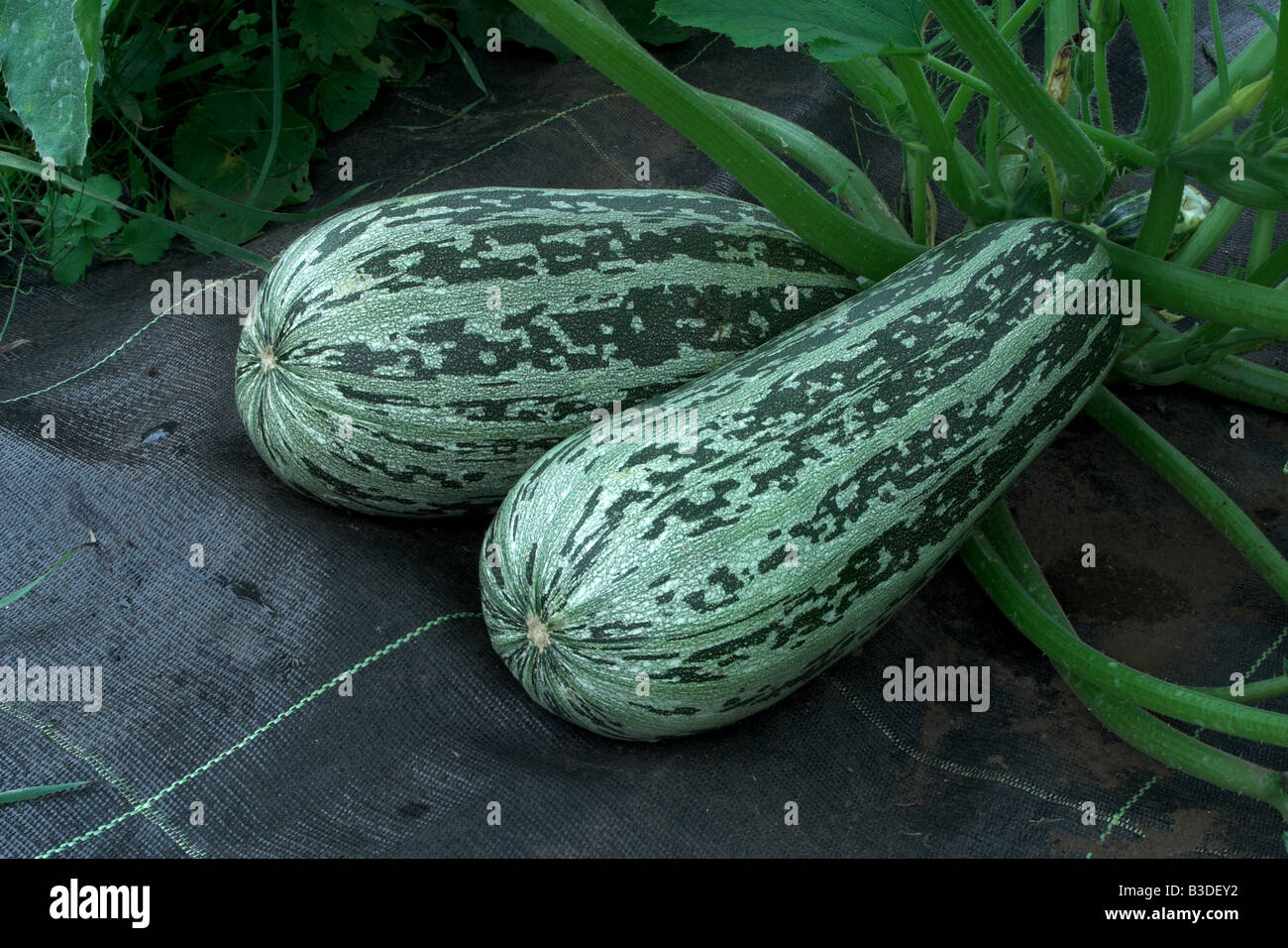 Marrows, allotment hi-res stock photography and images - Alamy