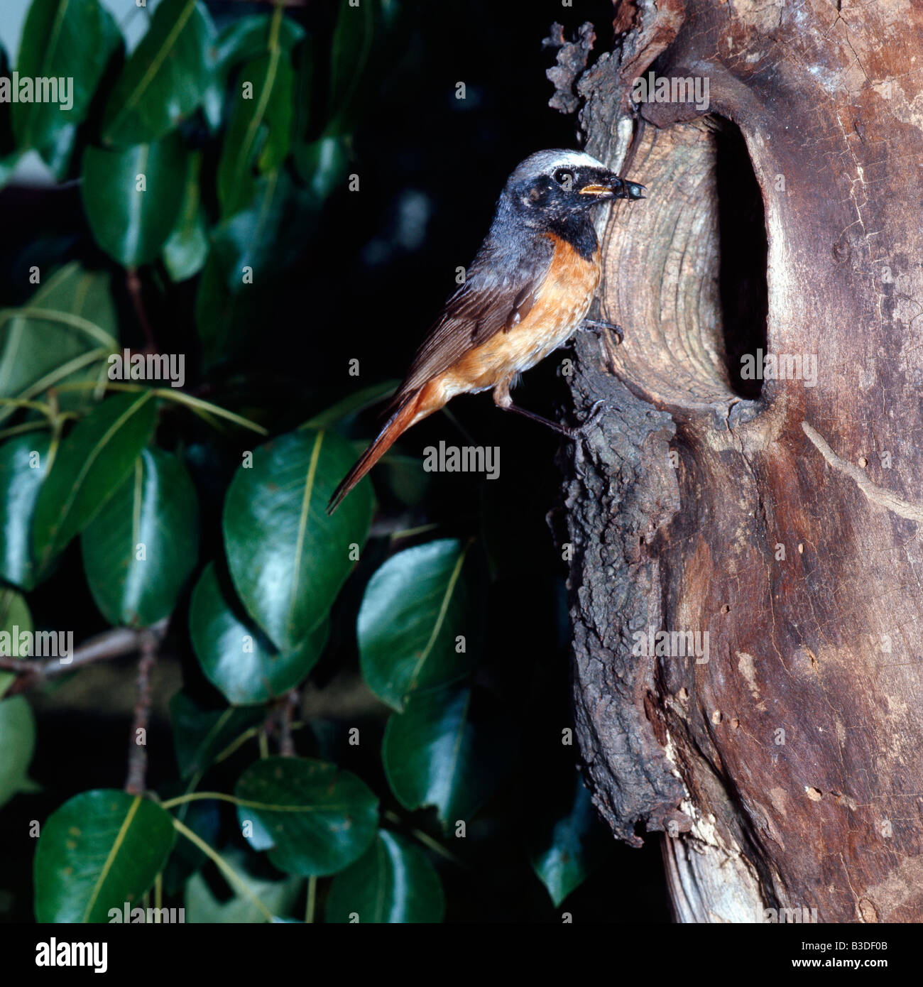 rouge queue noir a front blanc Redstart Phoenicurus phoenicurus male at ...
