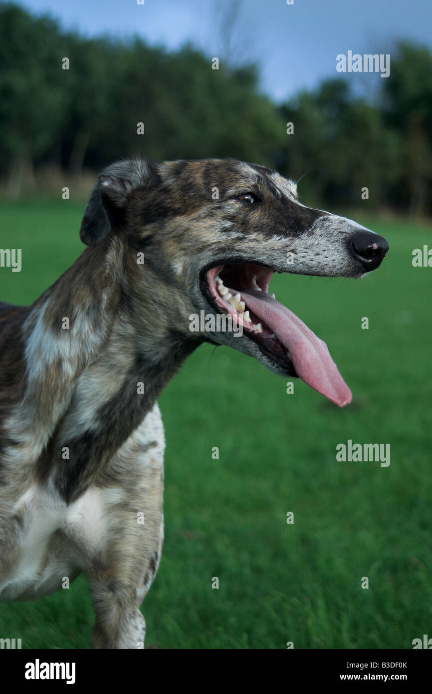 Lurcher panting. UK Stock Photo - Alamy