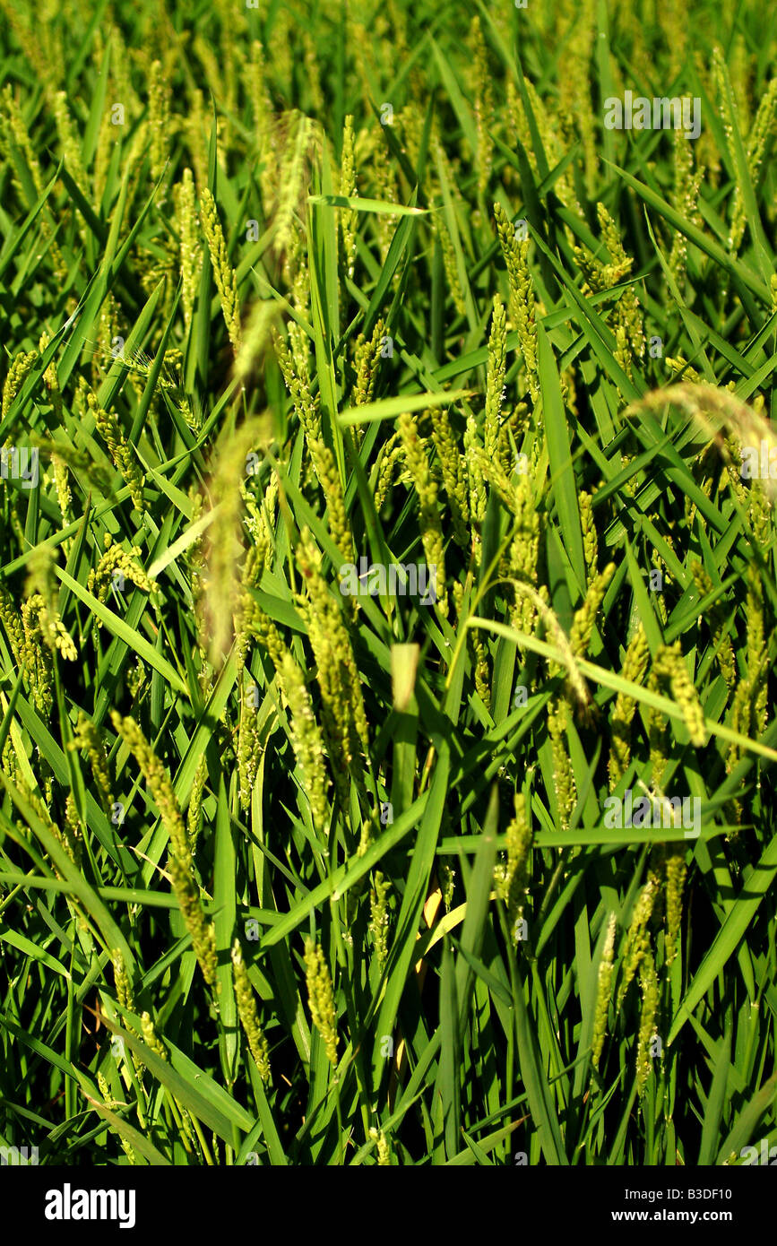 rice field in delta del ebro, tarragona, spain Stock Photo - Alamy