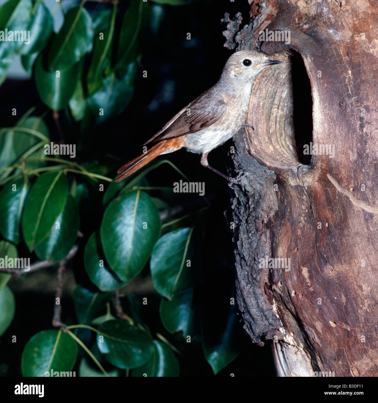 rouge queue noir a front blanc Redstart Phoenicurus phoenicurus female ...
