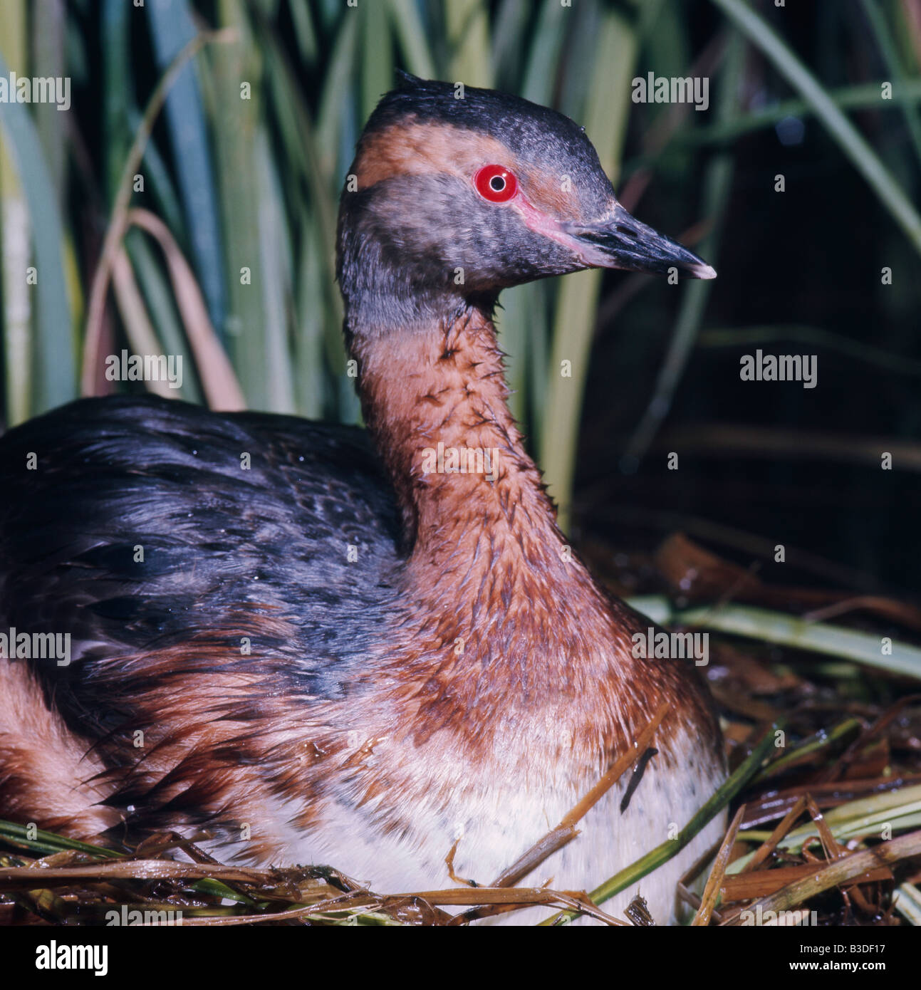 grebe esclavon Slavonian Grebe Ohrentaucher Slavonian Grebes pair ...