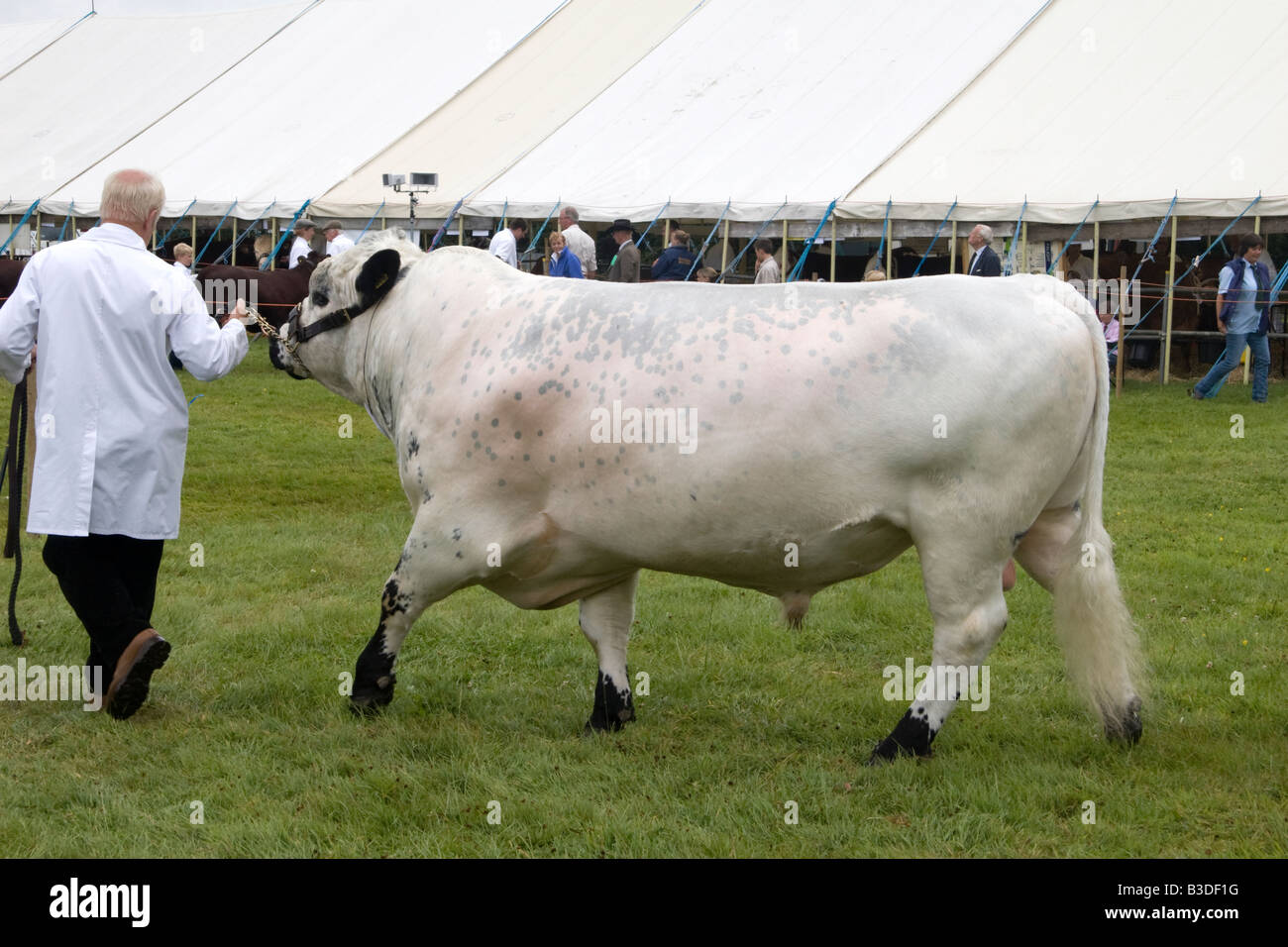 Show cattle judging being judged hi-res stock photography and images ...