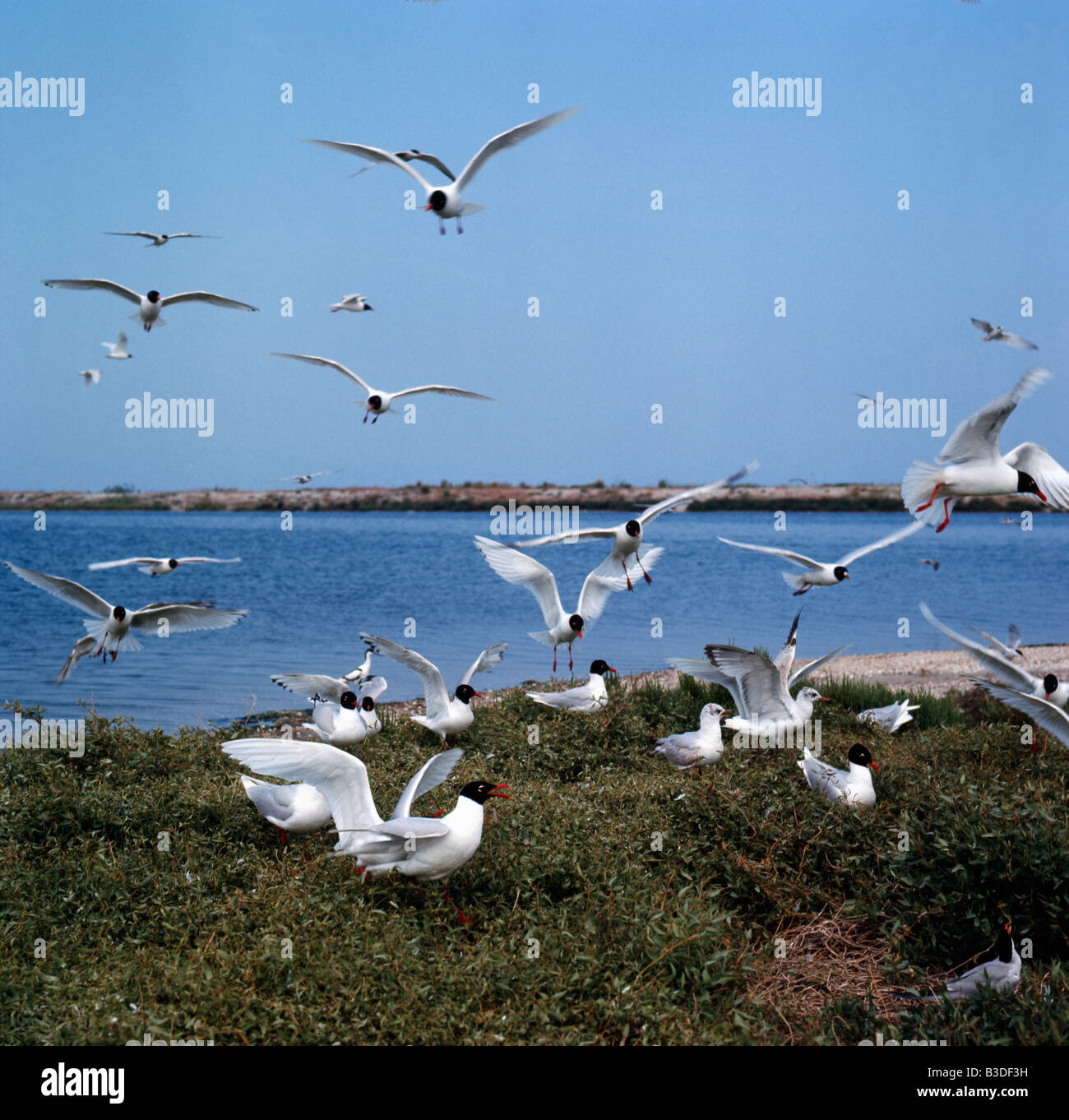 mediterranean gull Larus melanocephalus breeding colony couple calling ...