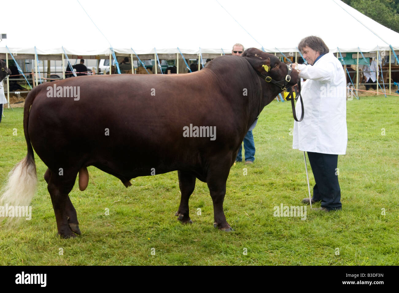 Red sussex cattle hi-res stock photography and images - Alamy