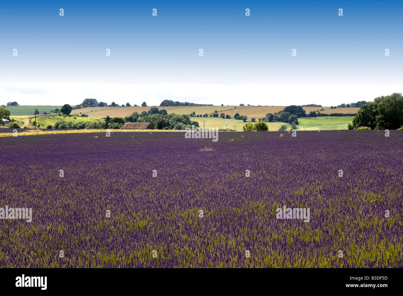 england gloucestershire the cotswolds snowshill lavender farm lavender ...