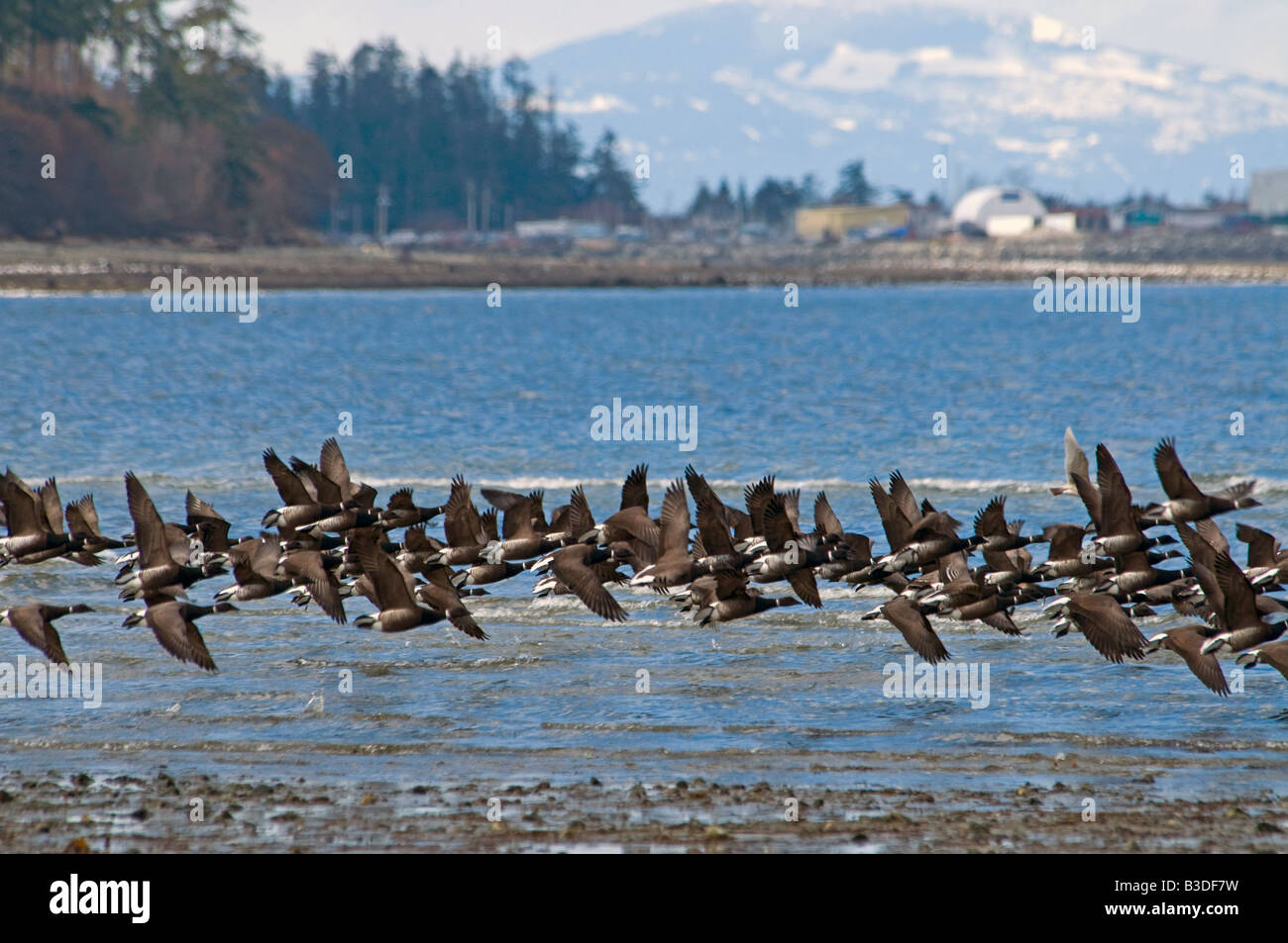 Brant Geese on their spring feeding grounds before migrating north to ...
