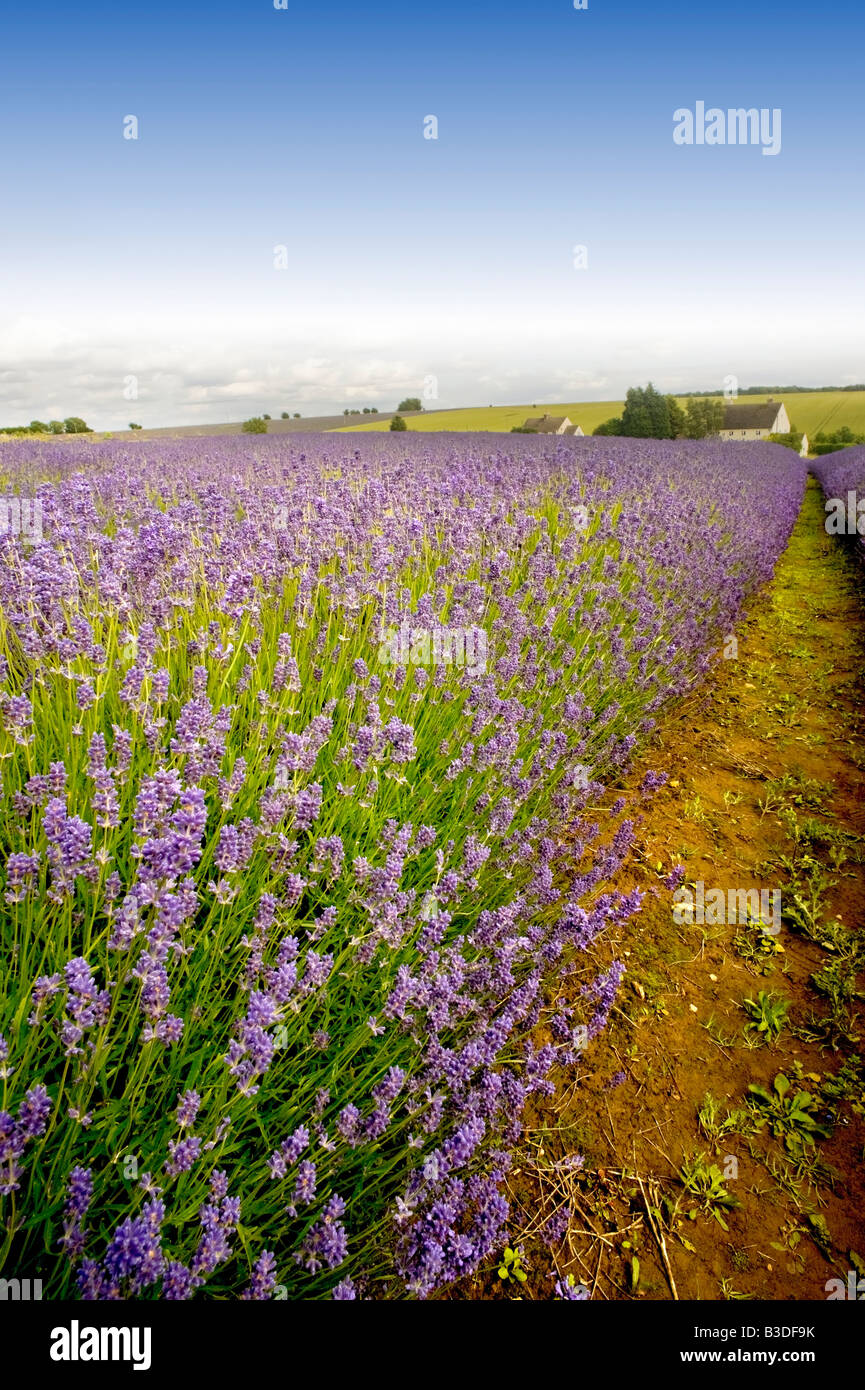 england gloucestershire the cotswolds snowshill lavender farm lavender ...