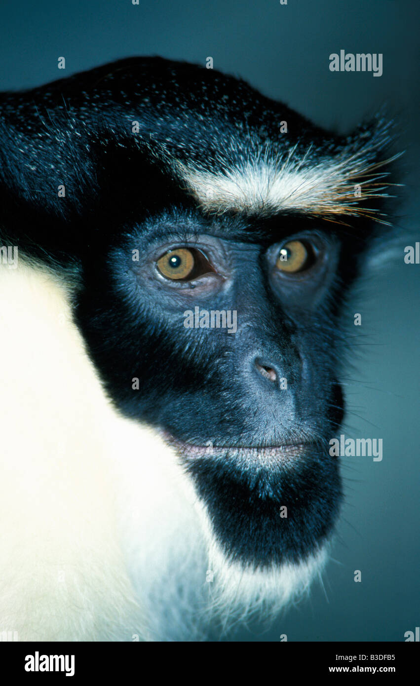 cercopitheque de diane Dianameerkatze Diana Monkey Diana Guenon ...