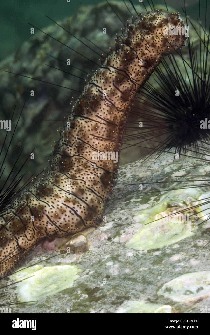 Sea cucumber hi-res stock photography and images - Alamy