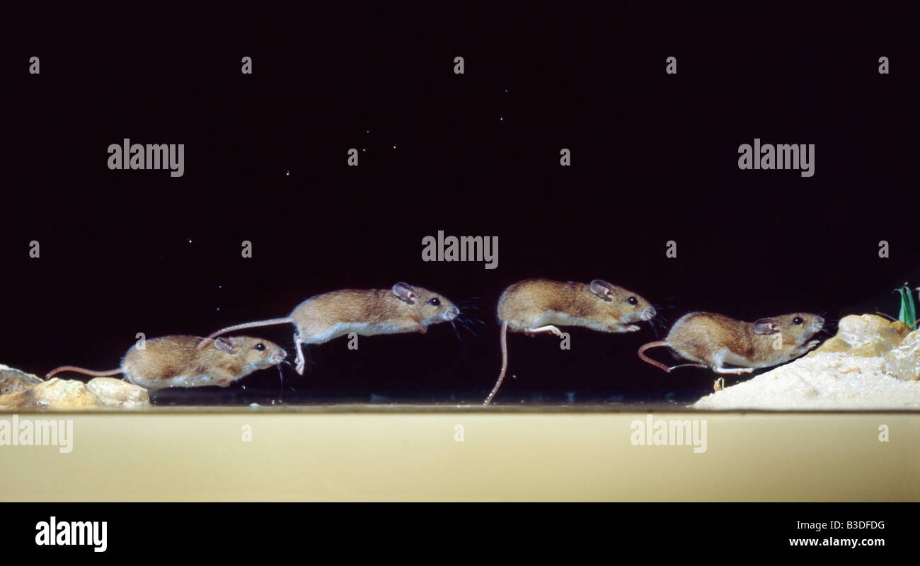 Mulot sylvestre Wood Mouse Apodemus sylvaticus Rattus Indoor Indoors ...