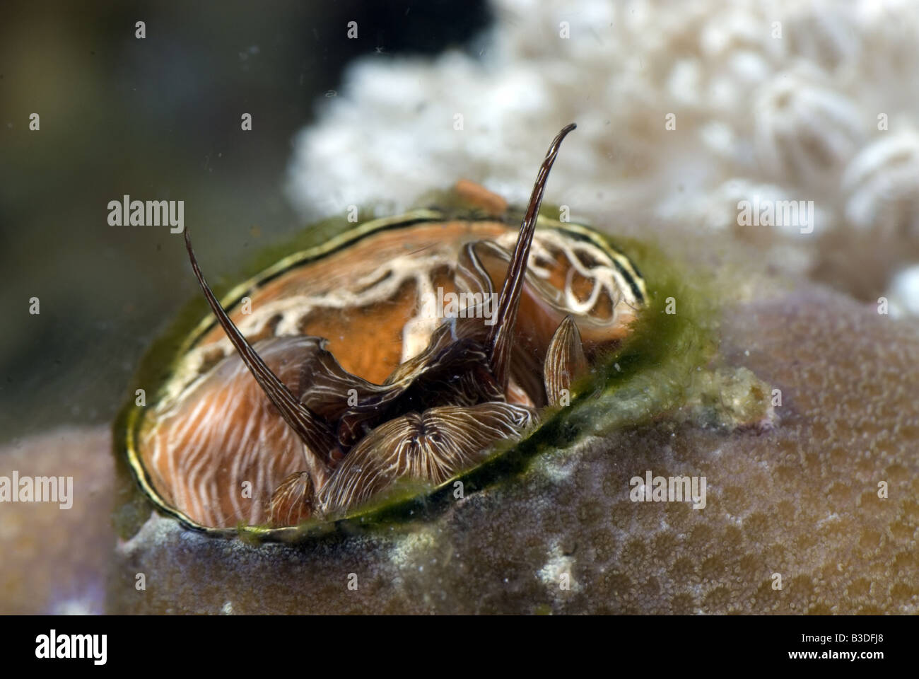 Circular shaped brown worm snail dug into a coral under water Stock ...