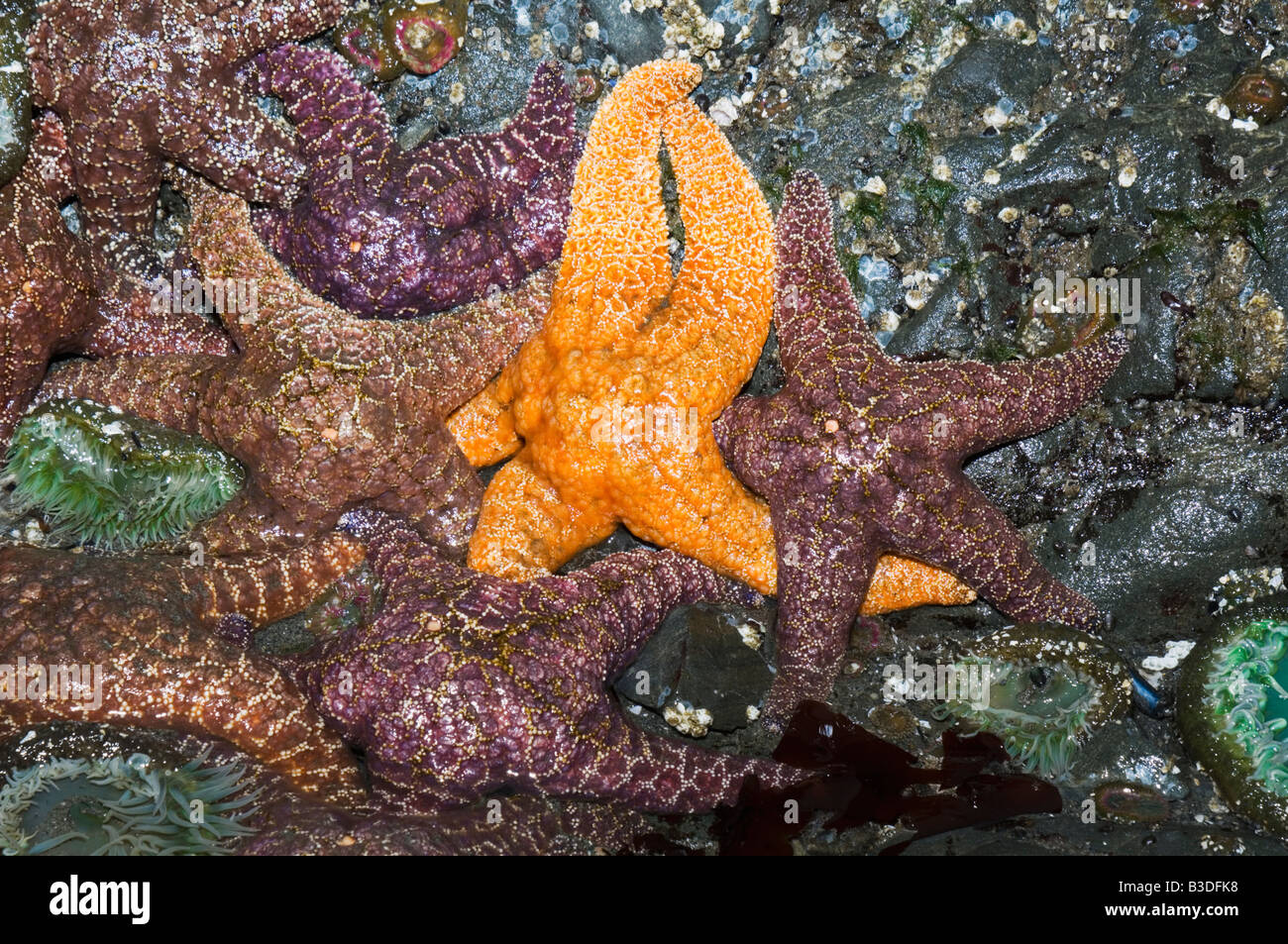 Ochre sea stars Pisaster ochraeceus exposed on rock wall at low tide ...