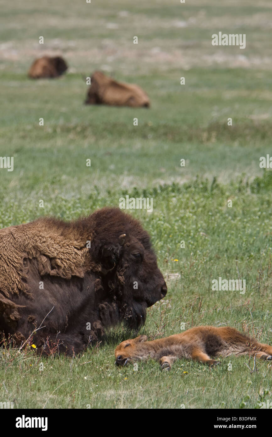 Bison Mother and Calf, Custer State Park, South Dakota, USA Stock Photo ...