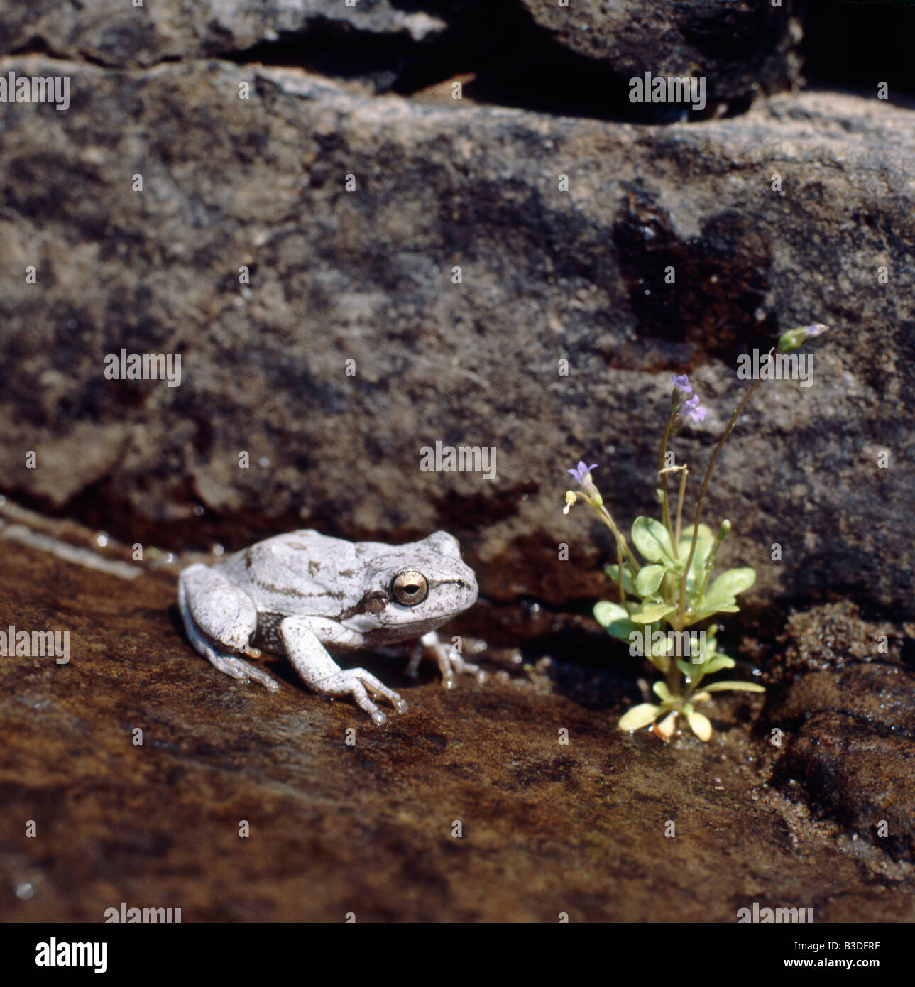 Tyrrhenian painted frog Discoglossus sardus sitting Italy Sardegna ...