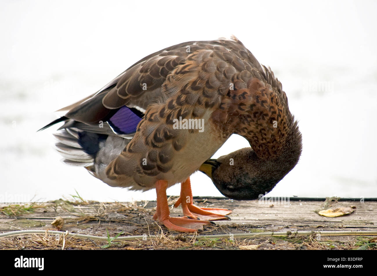 American Black Duck tucking his head into his body Stock Photo - Alamy
