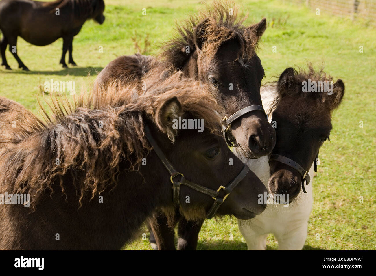 The heads of three white horses hi-res stock photography and images - Alamy