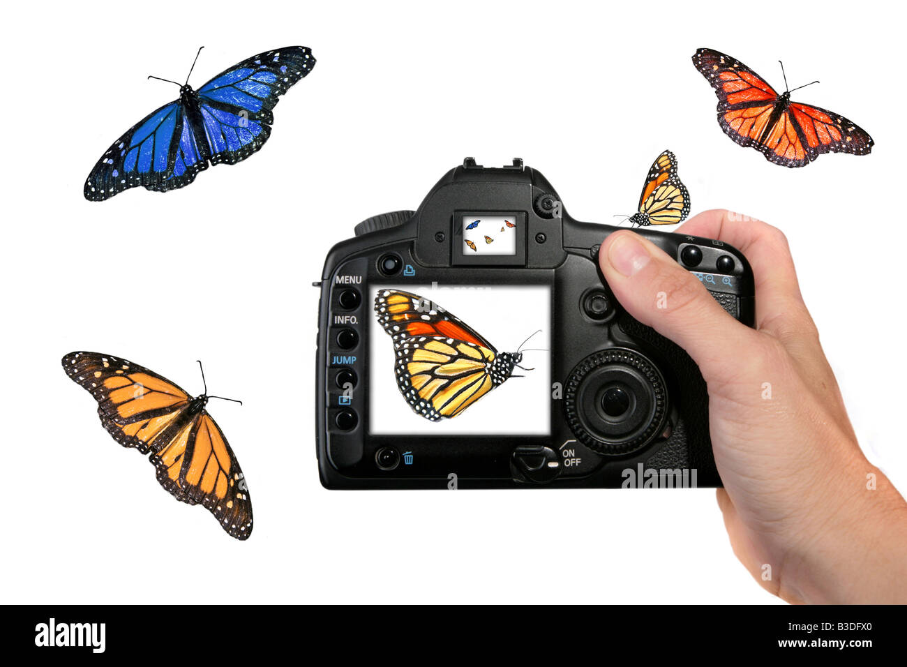 Different Butterflies Being Photographed by a Digital Camera Stock ...