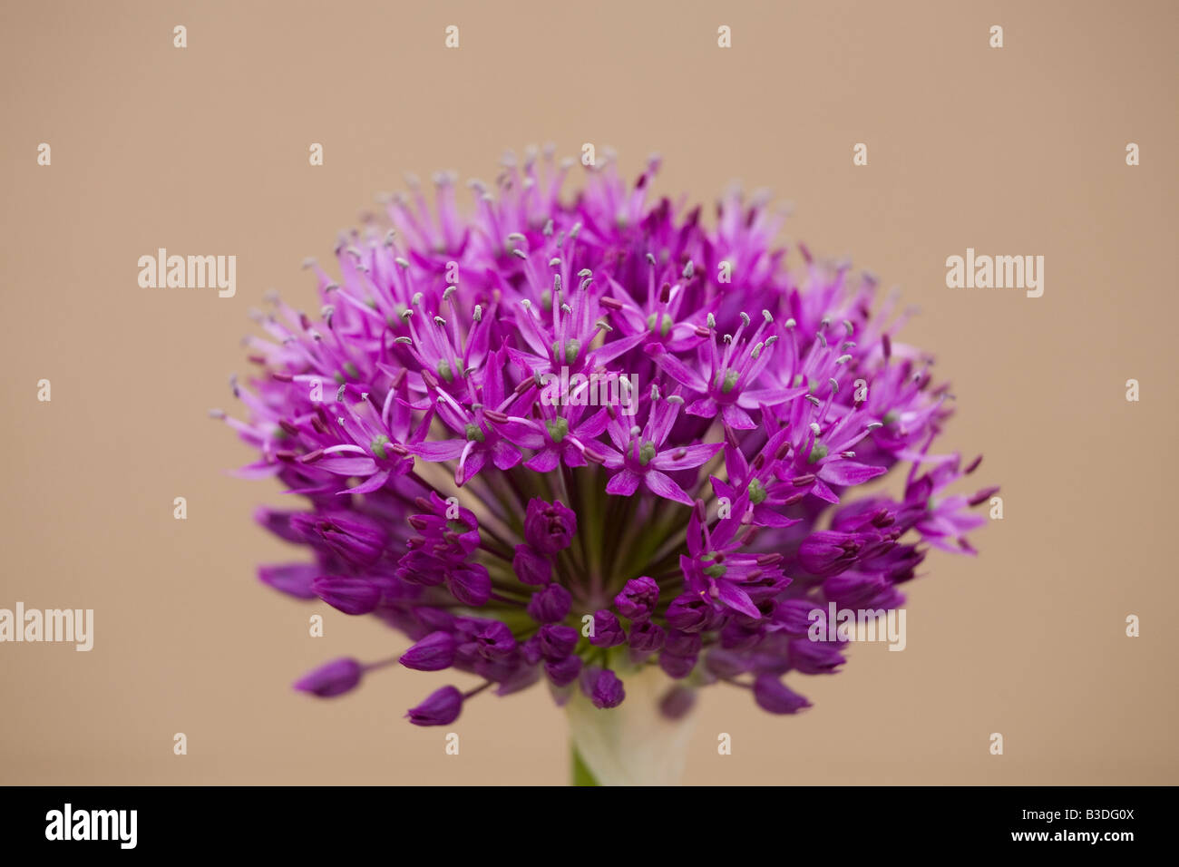 Alium hi-res stock photography and images - Alamy