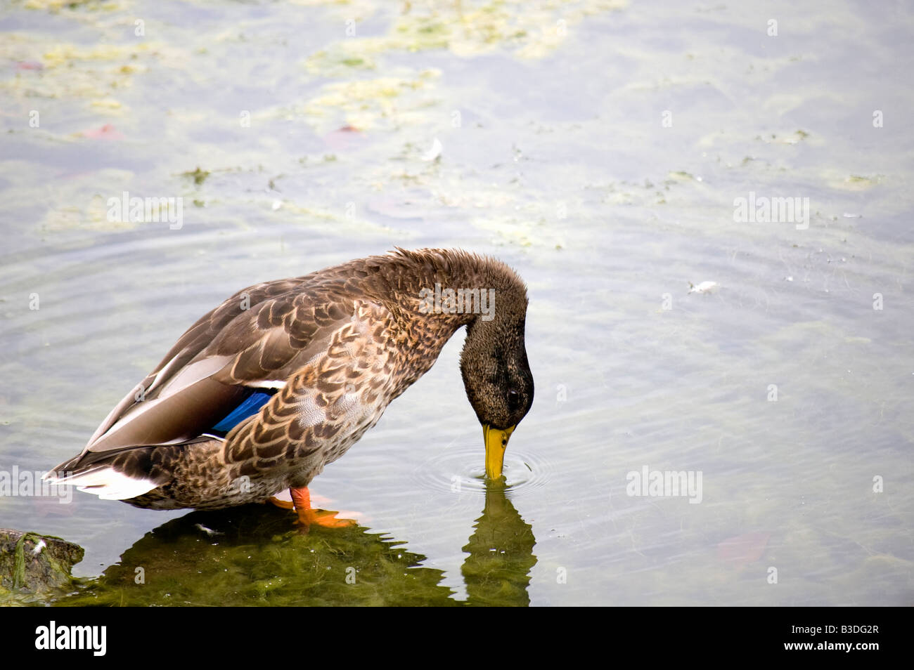 American Black Duck drinking water from a shallow lake Stock Photo - Alamy