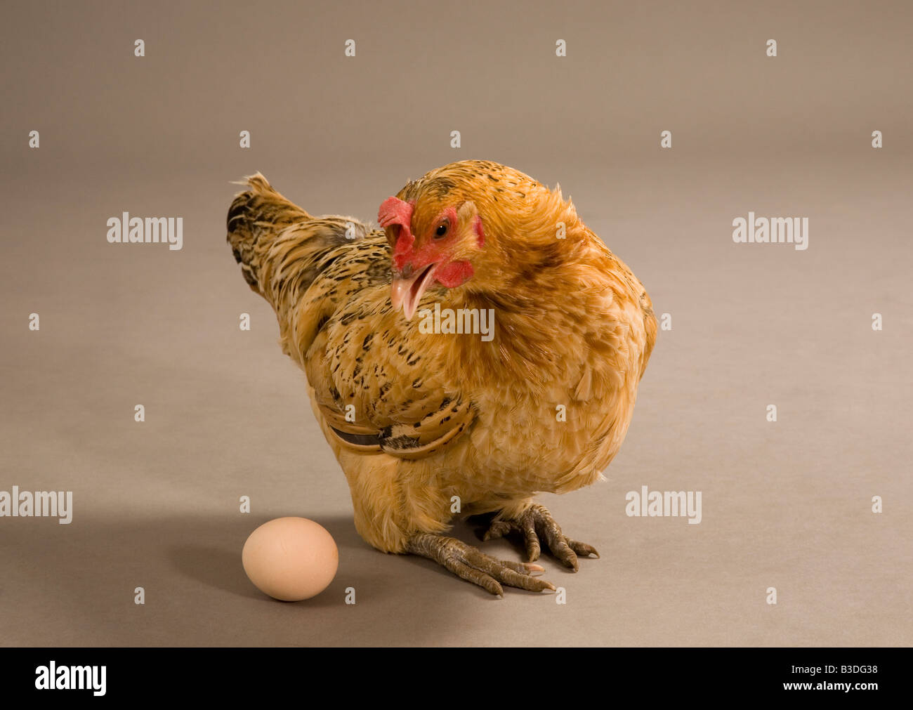 Hen looking down at an egg Stock Photo - Alamy
