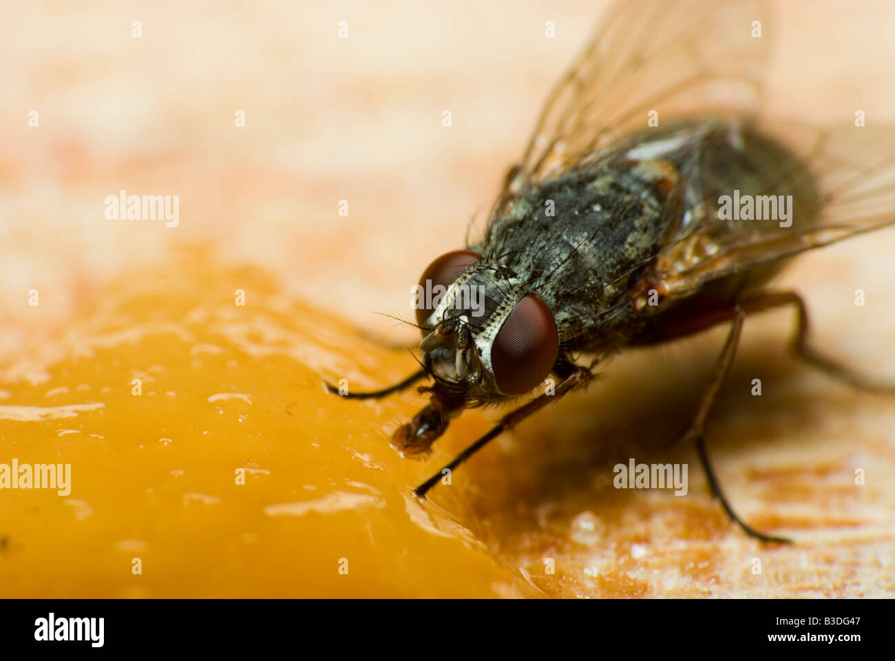 Insect eating flies hi-res stock photography and images - Alamy