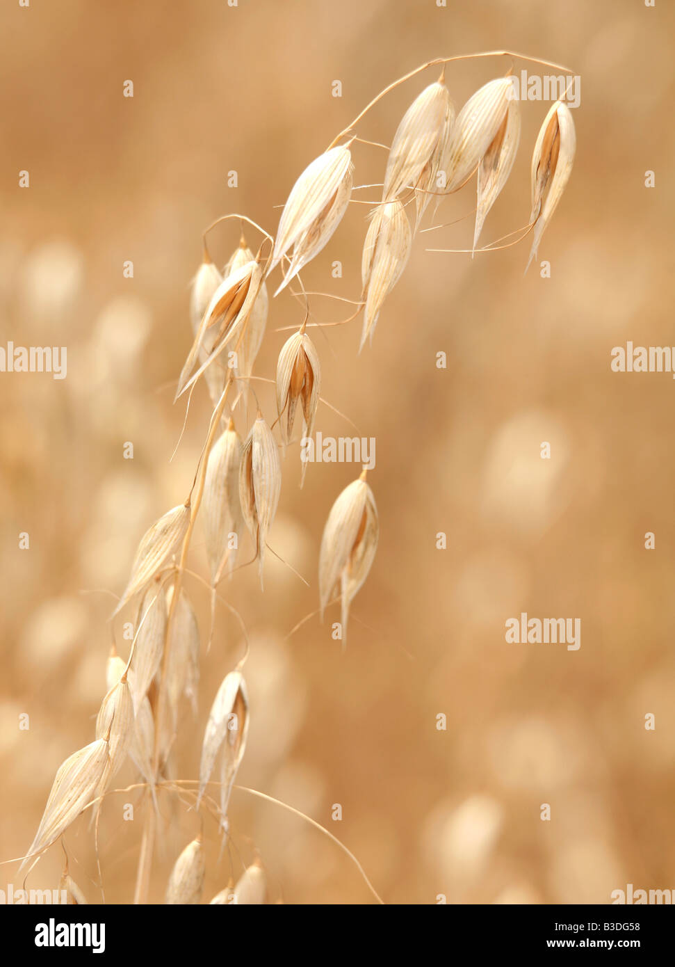 Growing oats hi-res stock photography and images - Alamy
