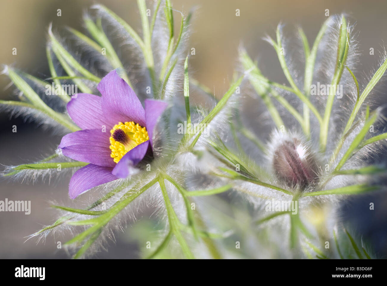 Pasque flower hi-res stock photography and images - Alamy