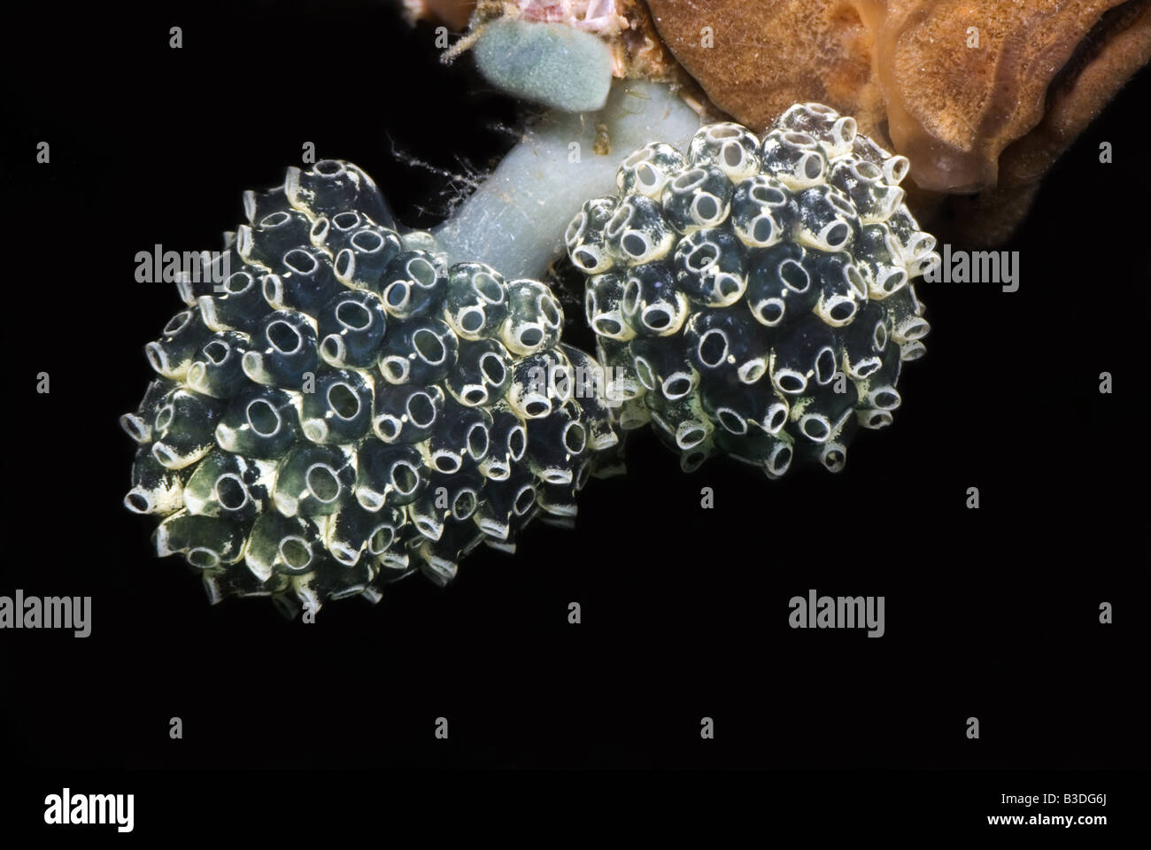 Ascidie High Resolution Stock Photography and Images - Alamy