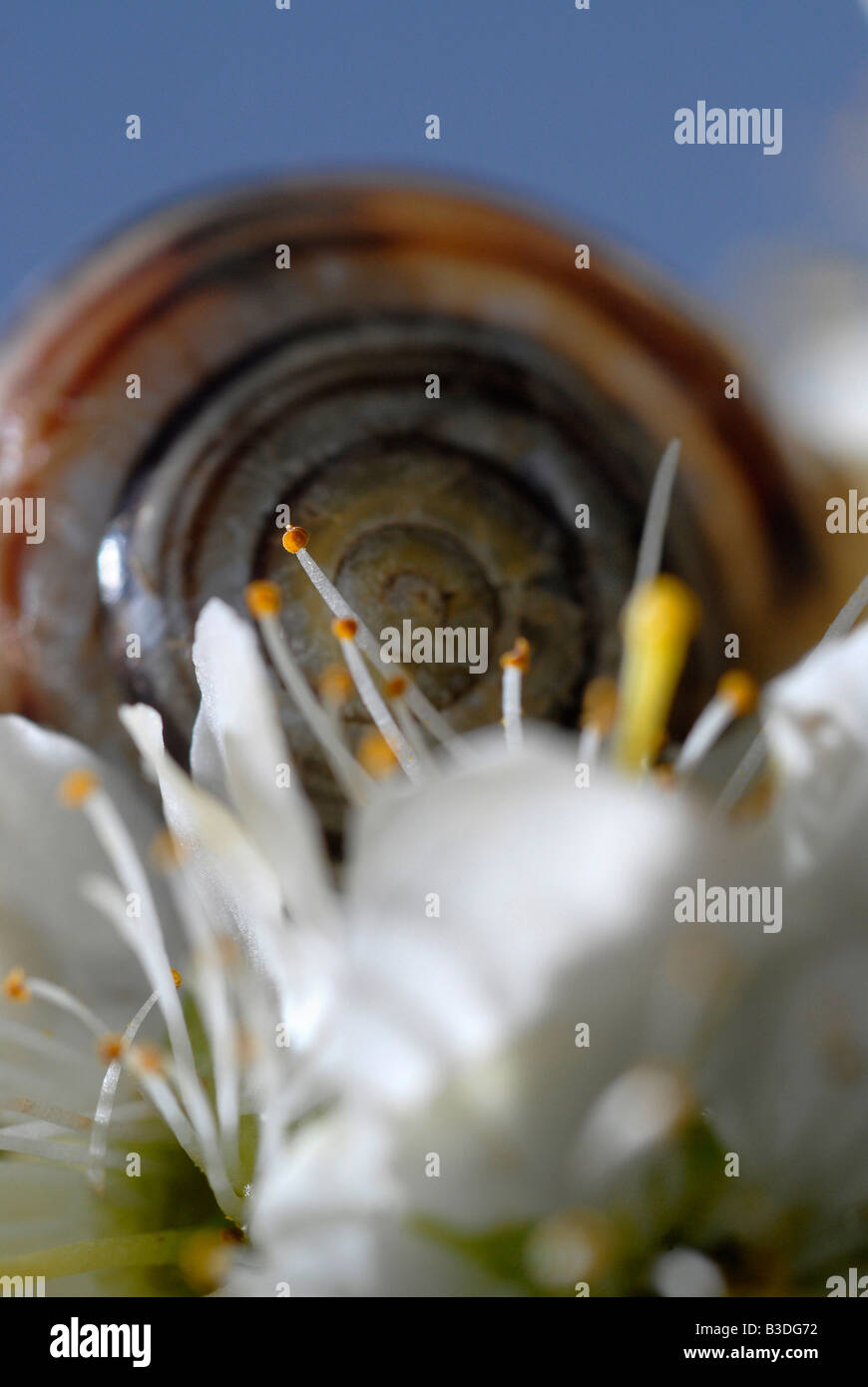 Inside a snail shell hi-res stock photography and images - Alamy
