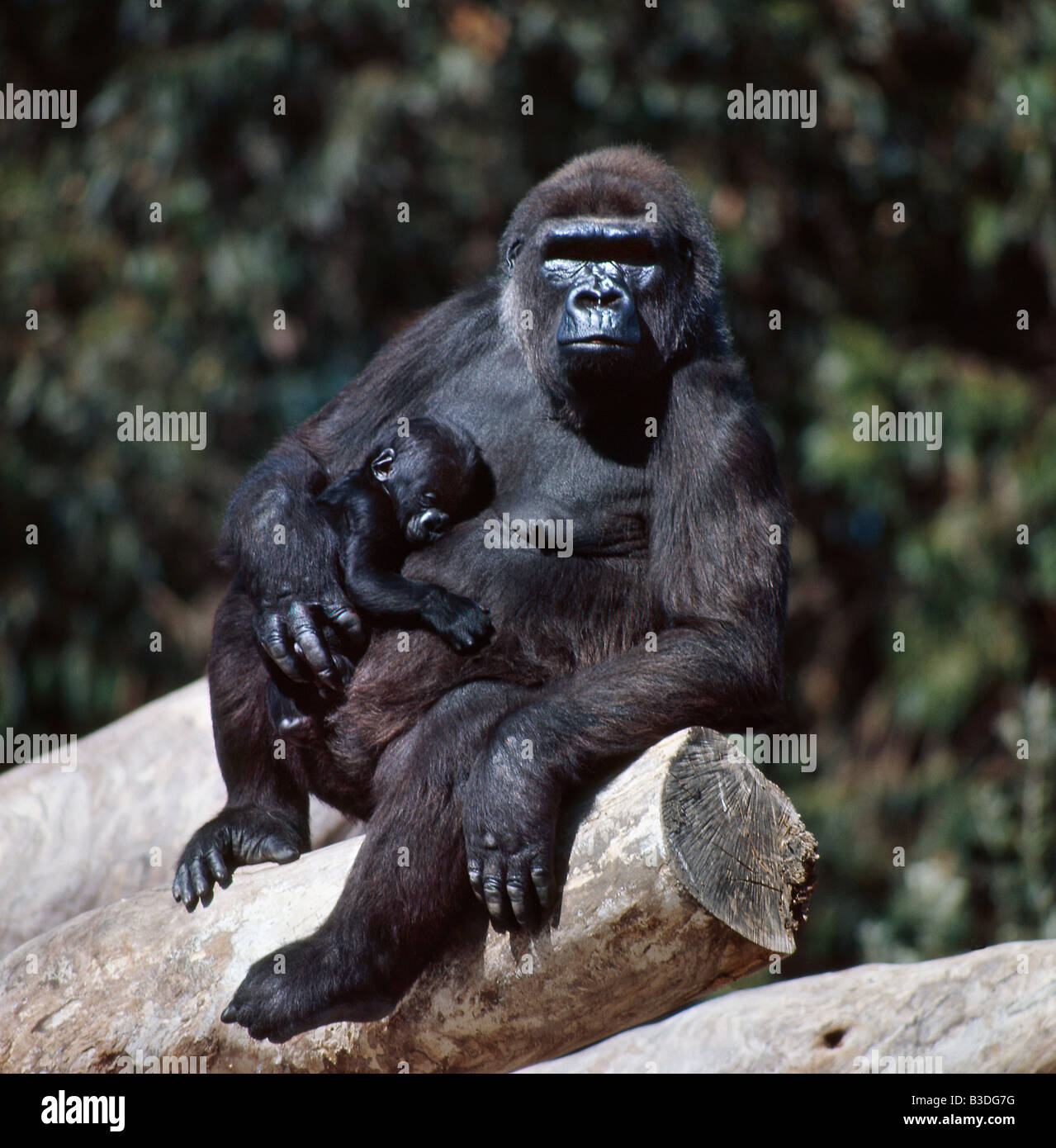 Western Lowland Gorilla Gorilla gorilla gorilla native to Western and ...