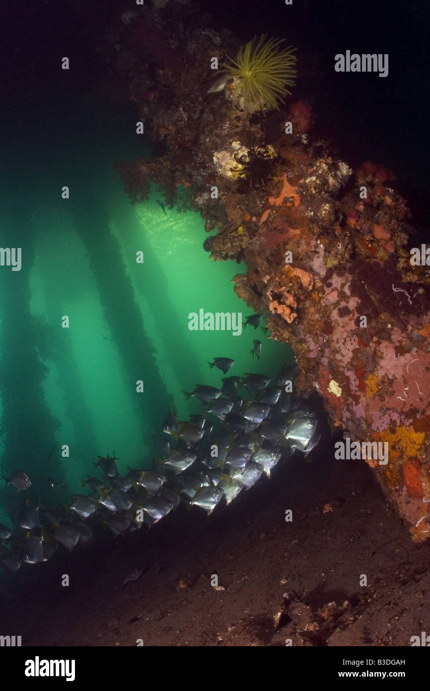 Silver batfish swimming around a colourful pier pillar covered in hard ...