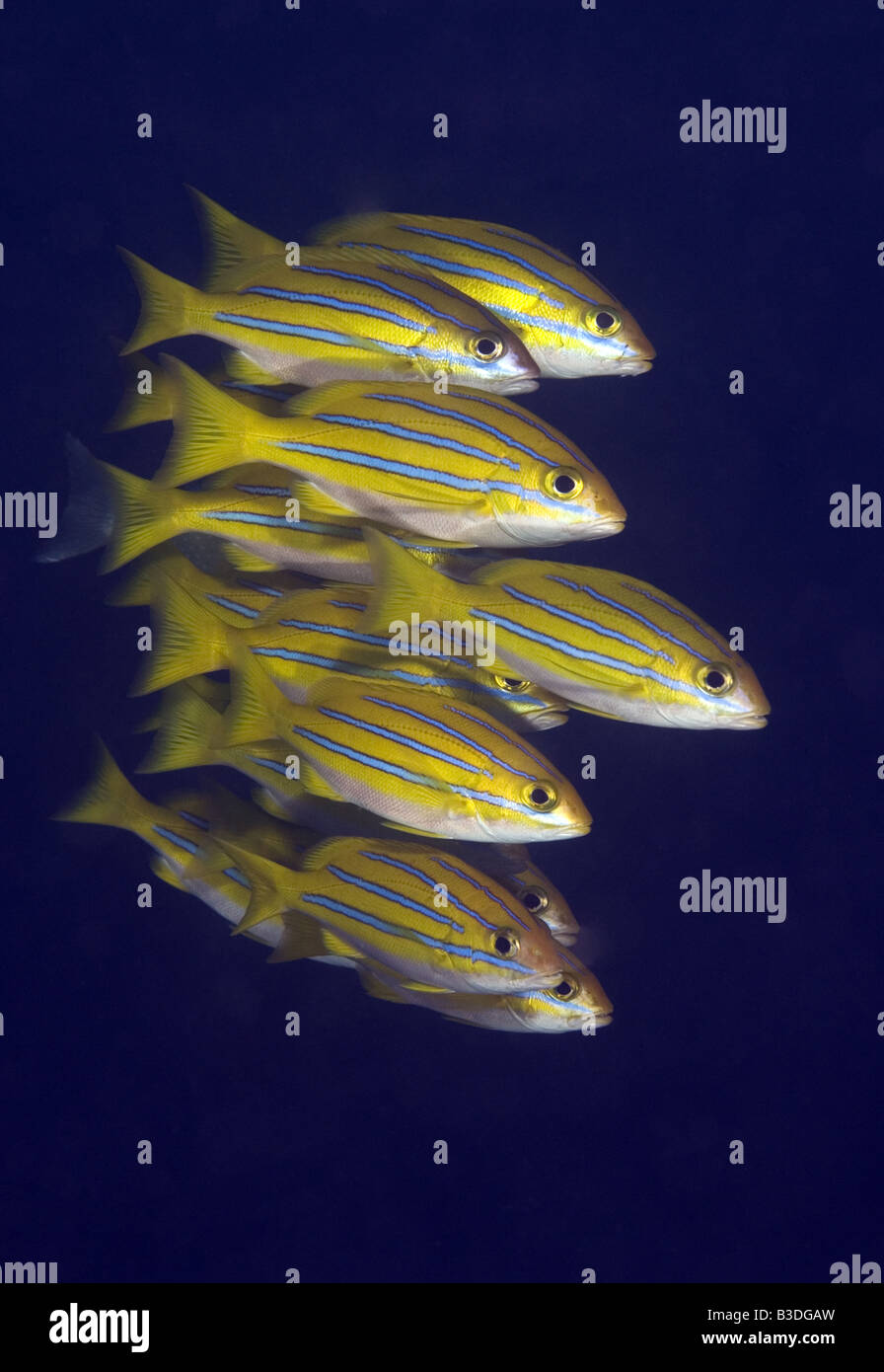 Snappers lutjanidae hi-res stock photography and images - Alamy