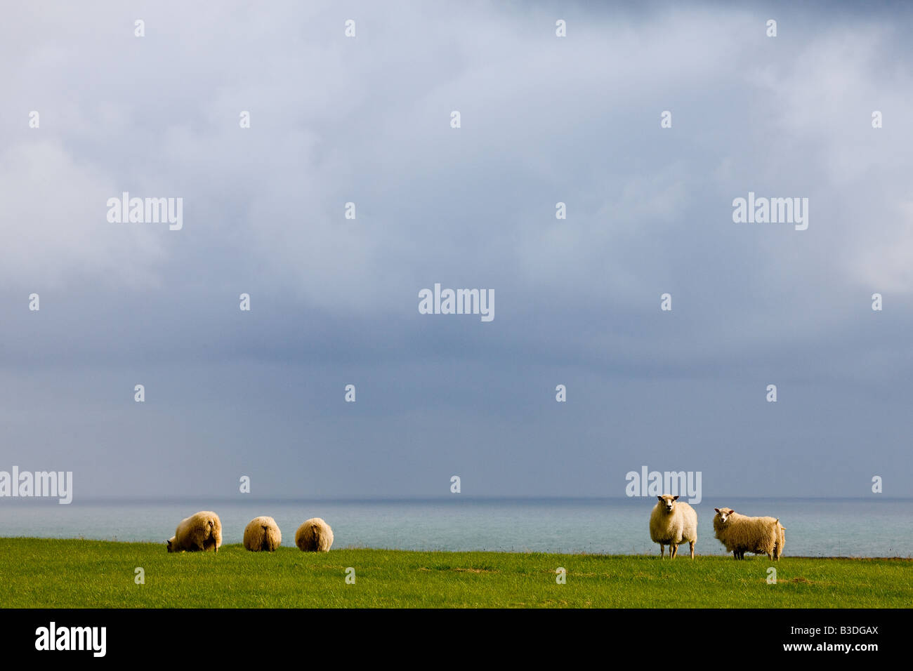 Lamb landscape hi-res stock photography and images - Alamy