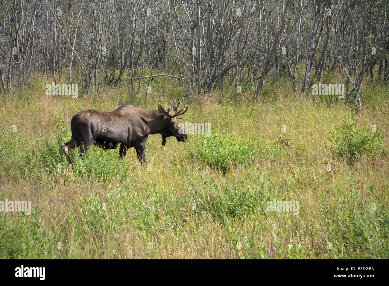 A young Bull Moose feeds on vegetation along the side of a Highway near ...
