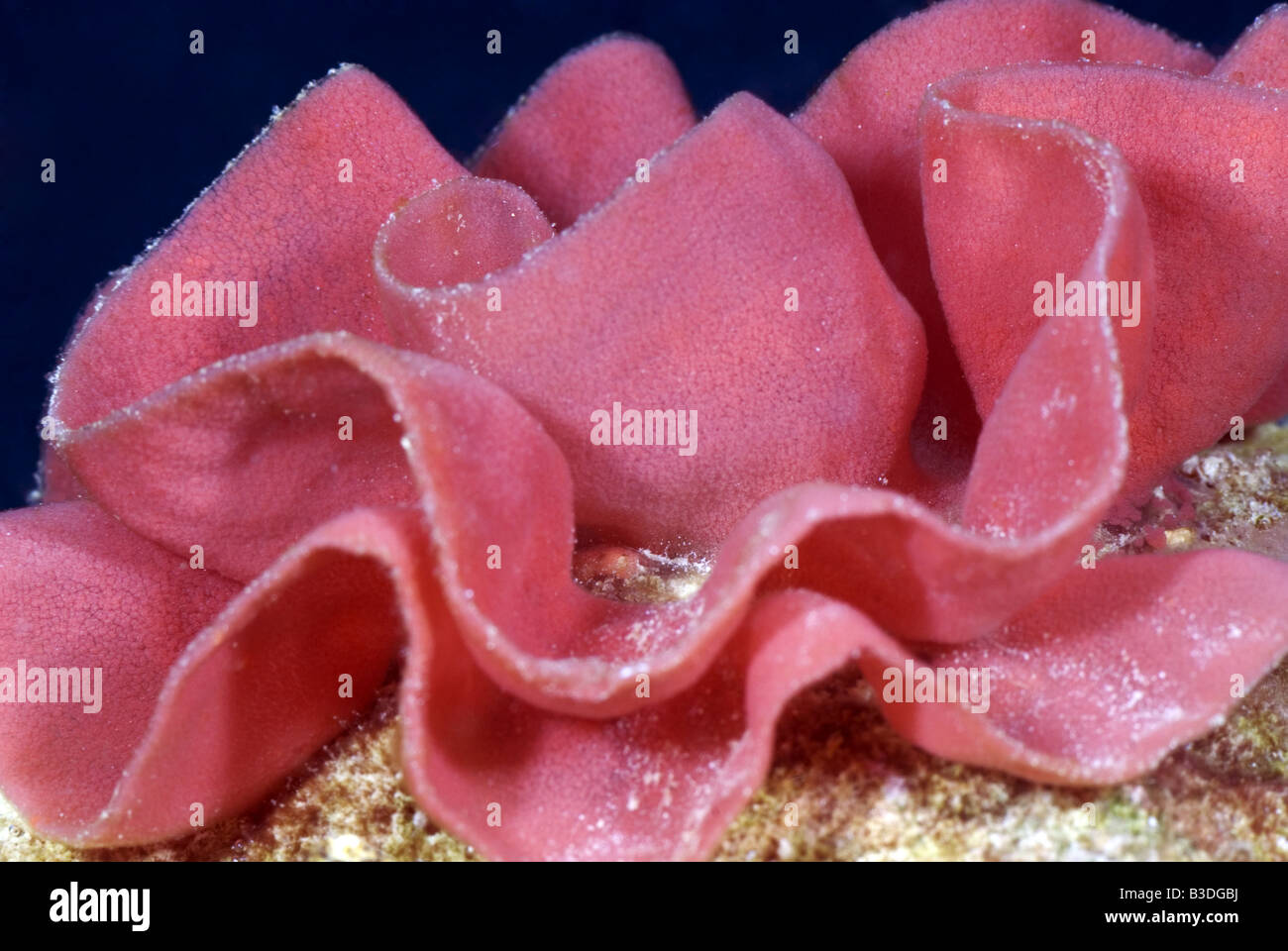 Slug eggs hi-res stock photography and images - Alamy