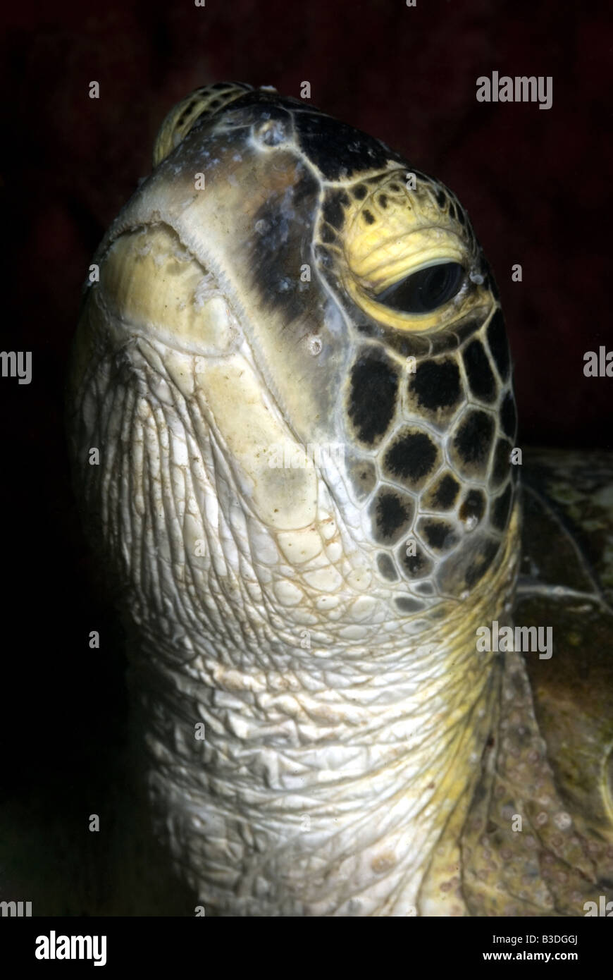 Green Turtle face against dark background under water Stock Photo - Alamy