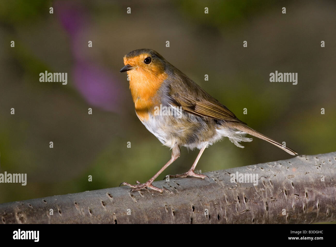 Male robin hi-res stock photography and images - Alamy